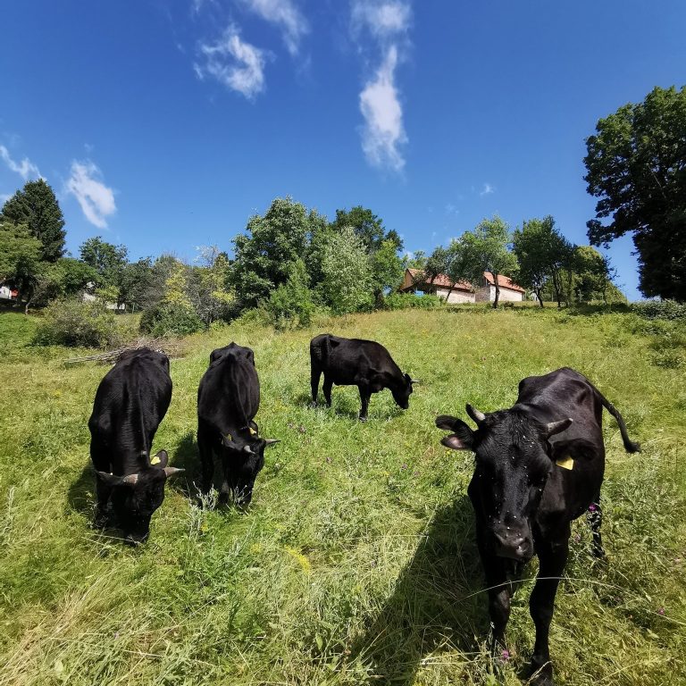 Medjimurje to Zumberak: Transporting Croatia's 1st Free-Range Wagyu ...