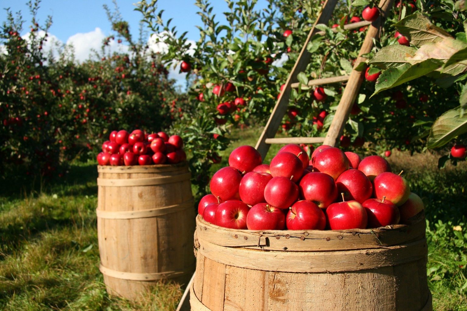 Croatian Ecological Agriculture Ranks 18th Place in European Union ...
