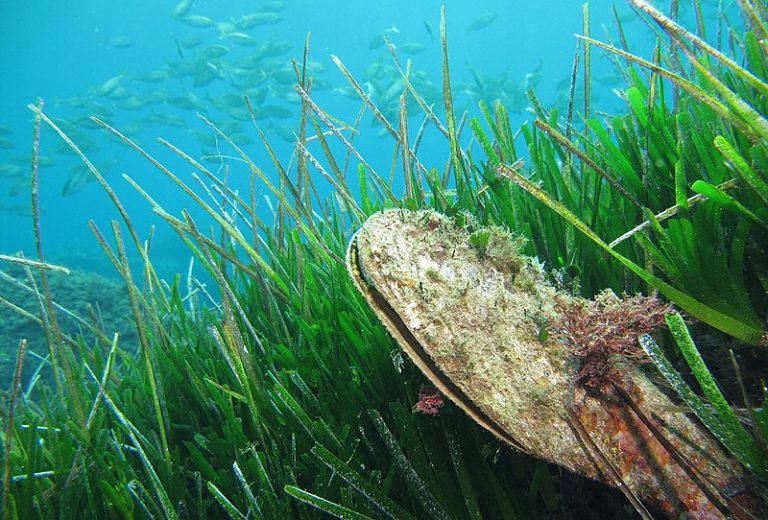 Only 20 Croatian Noble Pen Shells Left Alive in Adriatic Sea - Total ...