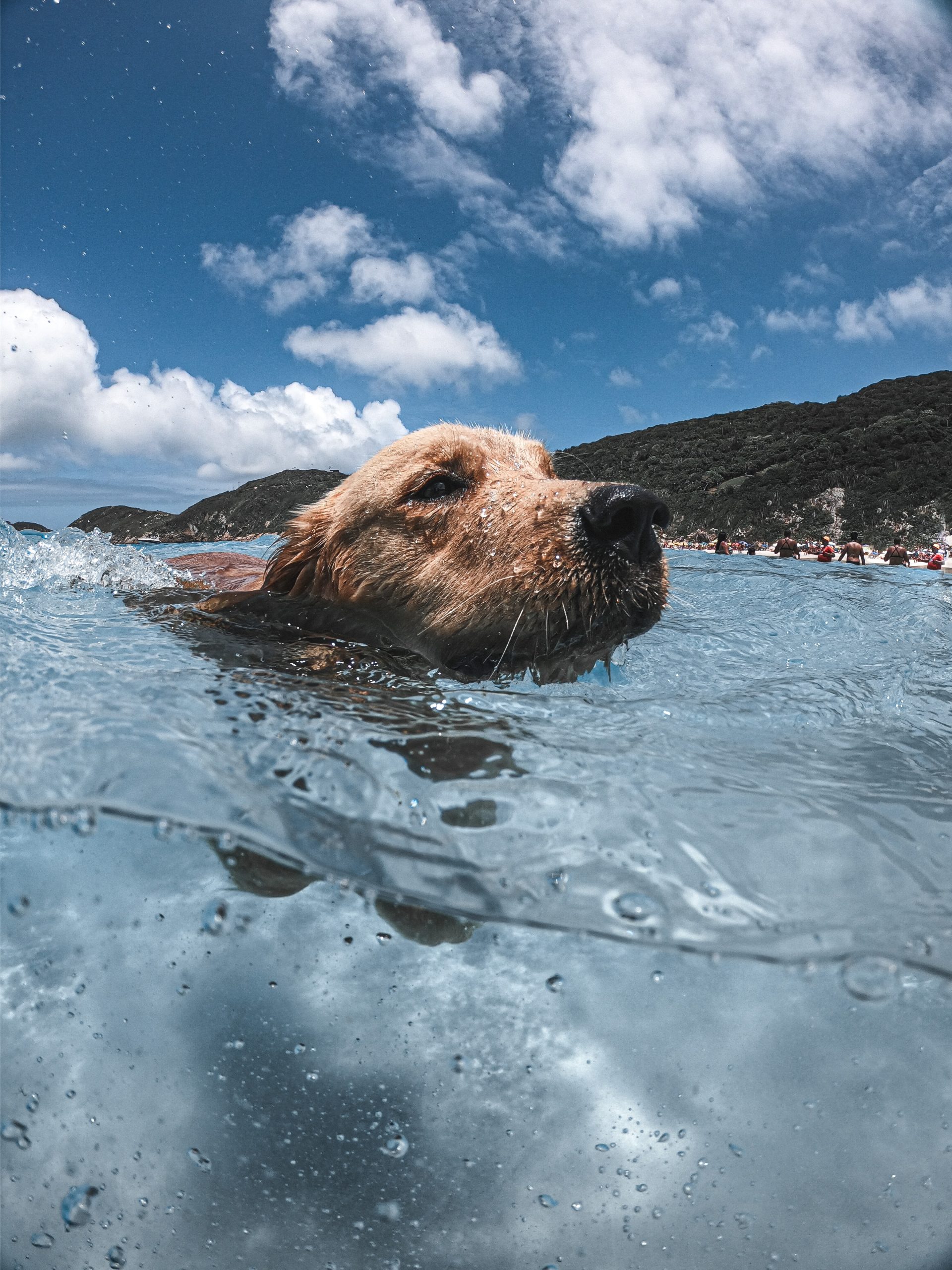 Dog Friendly Beaches in Croatia, a Recap - Total Croatia