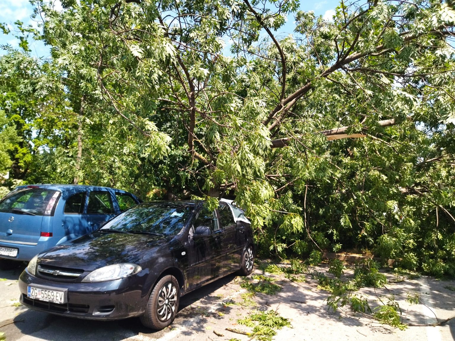 More Than Million Croatian Trees Damaged by Violent Storms - Total Croatia