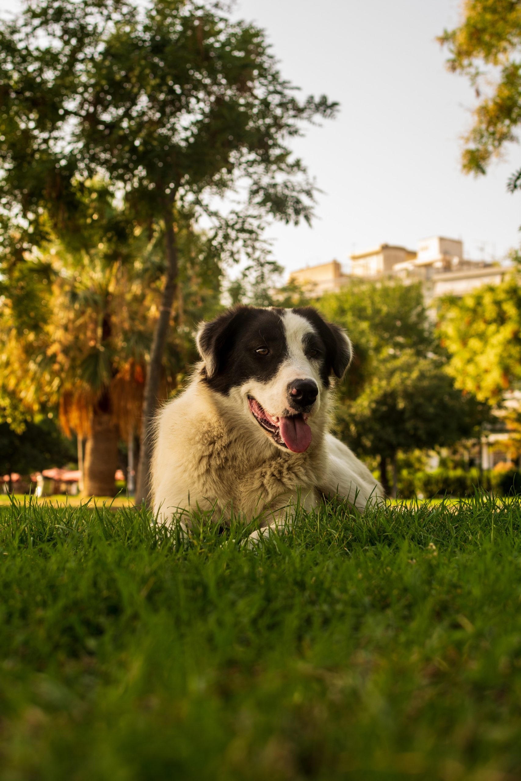 A Guide to Croatian Dog Breeds - Total Croatia