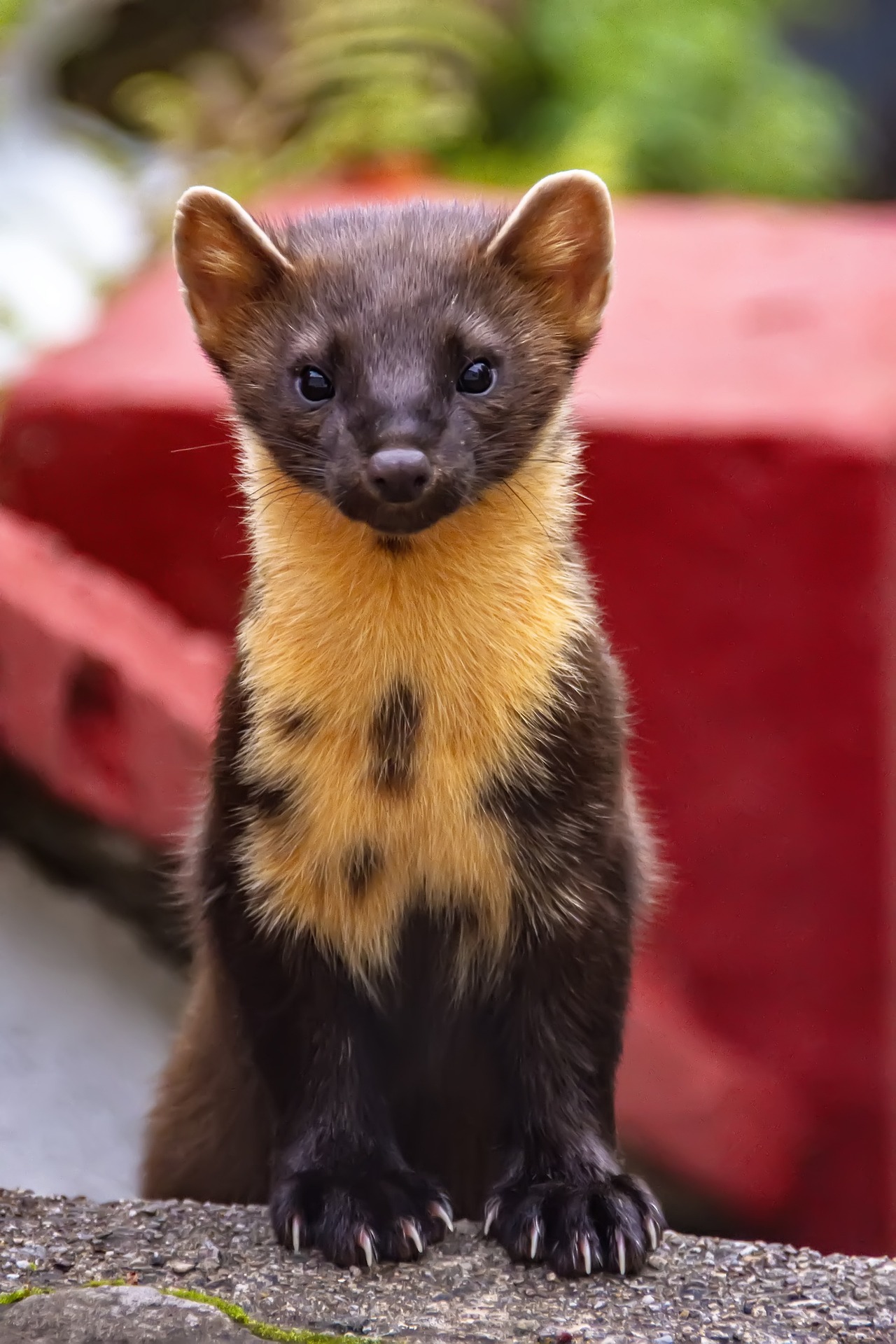 Meet The Croatian National Animal - The Marten - Total Croatia