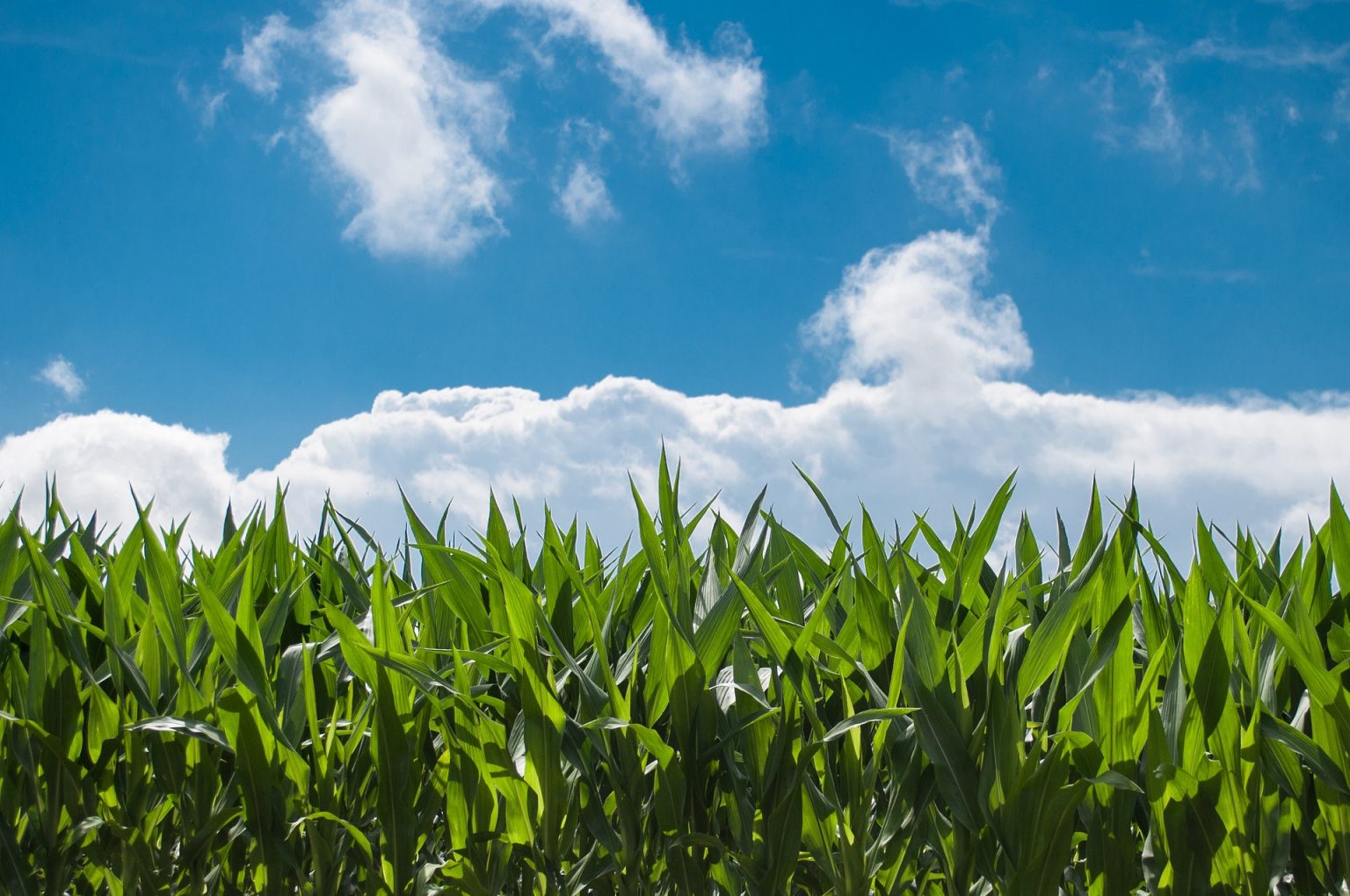 Croatian Agricultural Growth Among Best Since 2015 - Total Croatia
