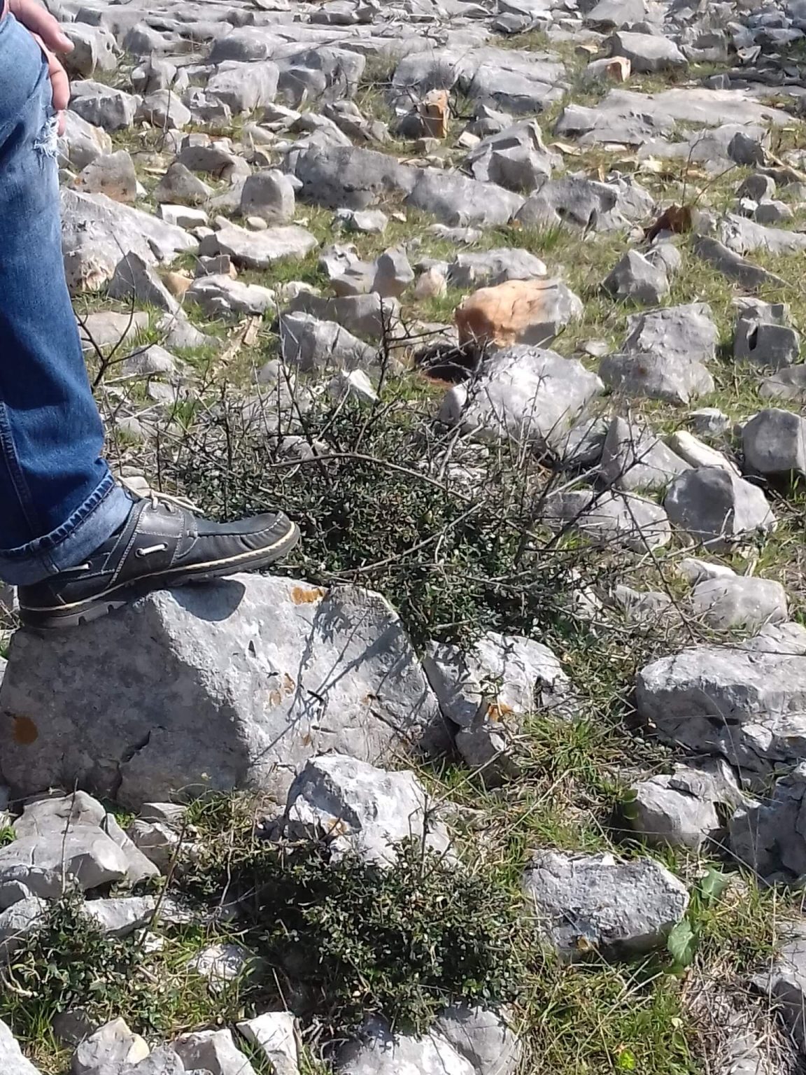 Olive Gardens of Lun on Pag Island - 1600 Years & Counting - Total Croatia