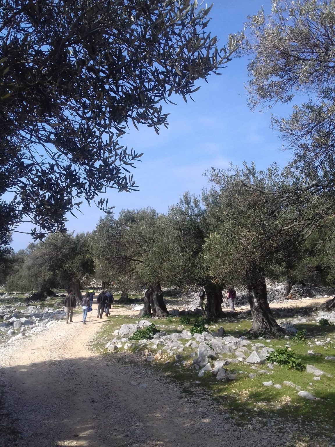 Olive Gardens of Lun on Pag Island - 1600 Years & Counting - Total Croatia