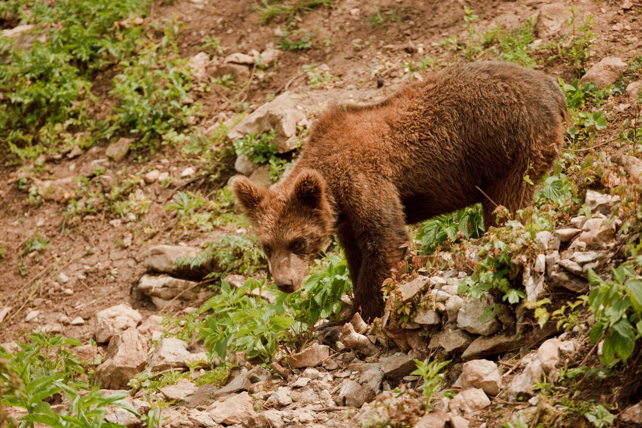 Kuterevo, The Bear Sanctuary of Lika - Total Croatia