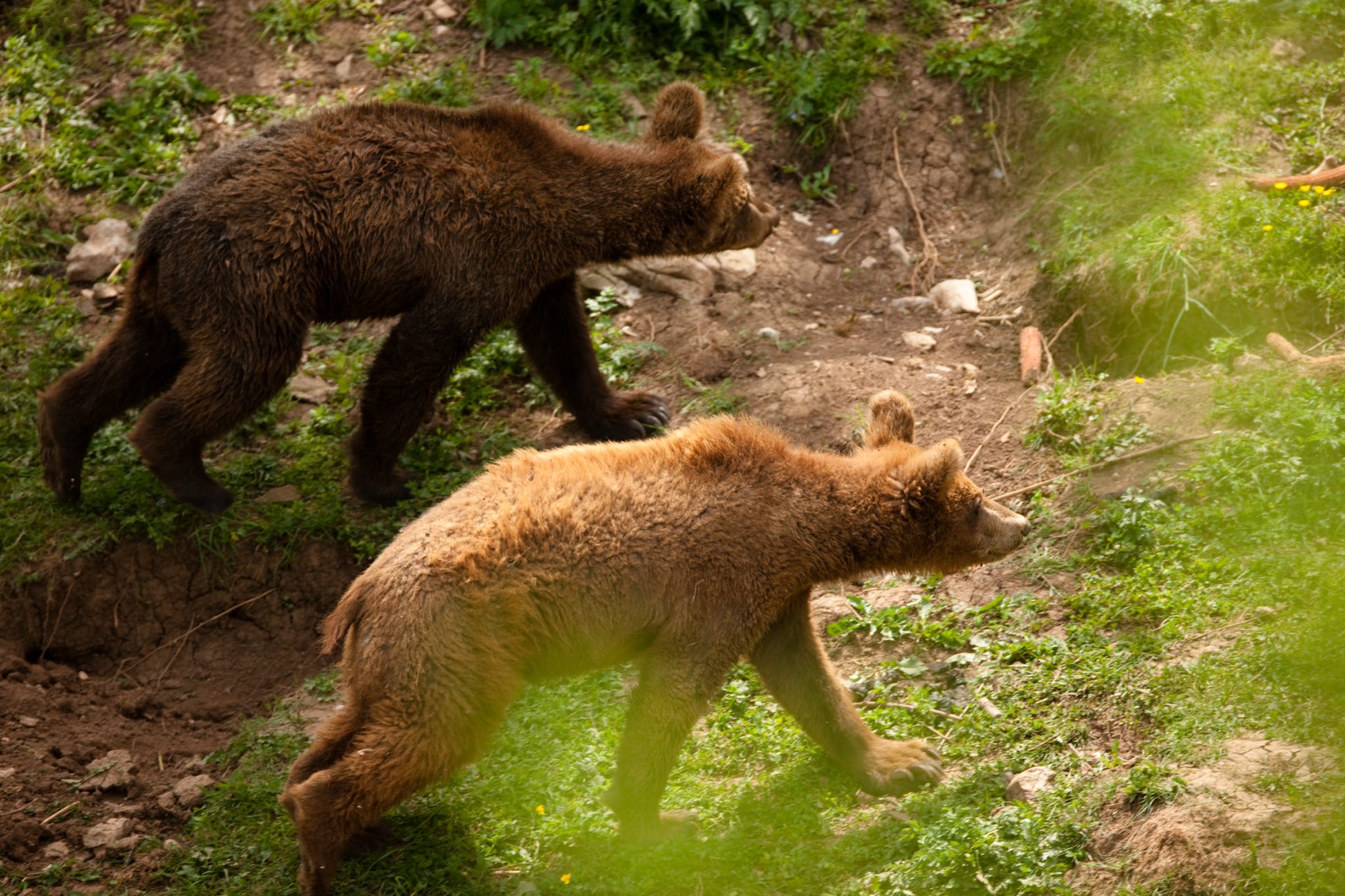 Kuterevo, The Bear Sanctuary of Lika - Total Croatia