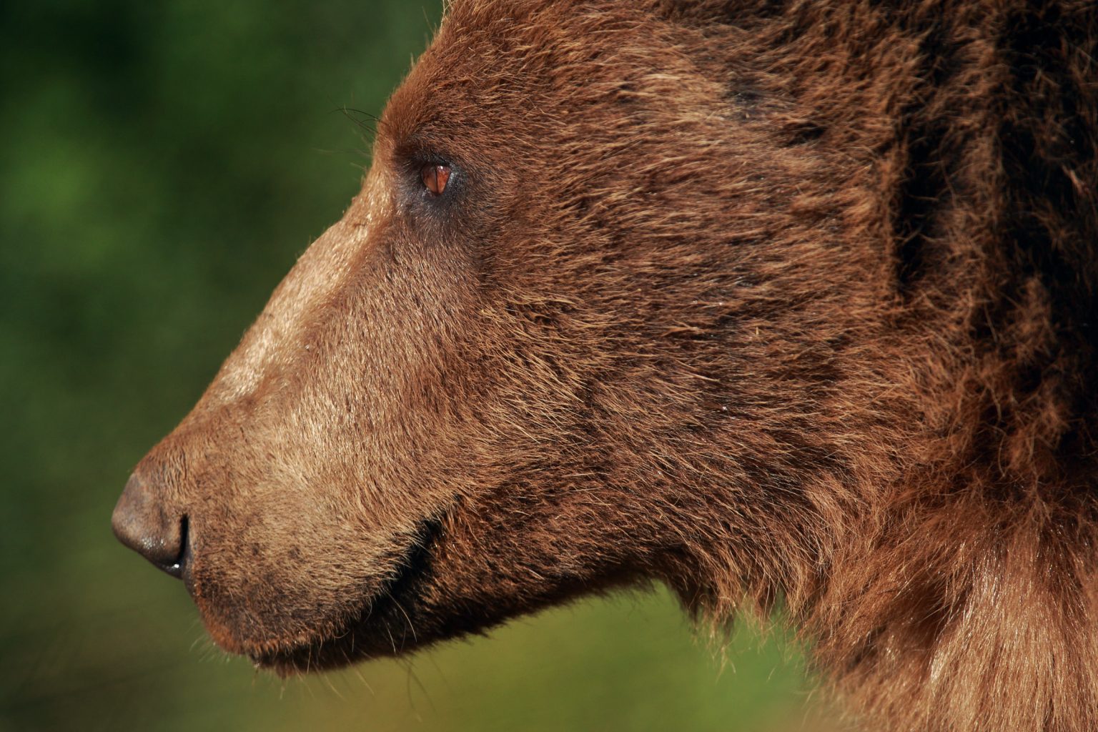 Kuterevo, The Bear Sanctuary of Lika - Total Croatia