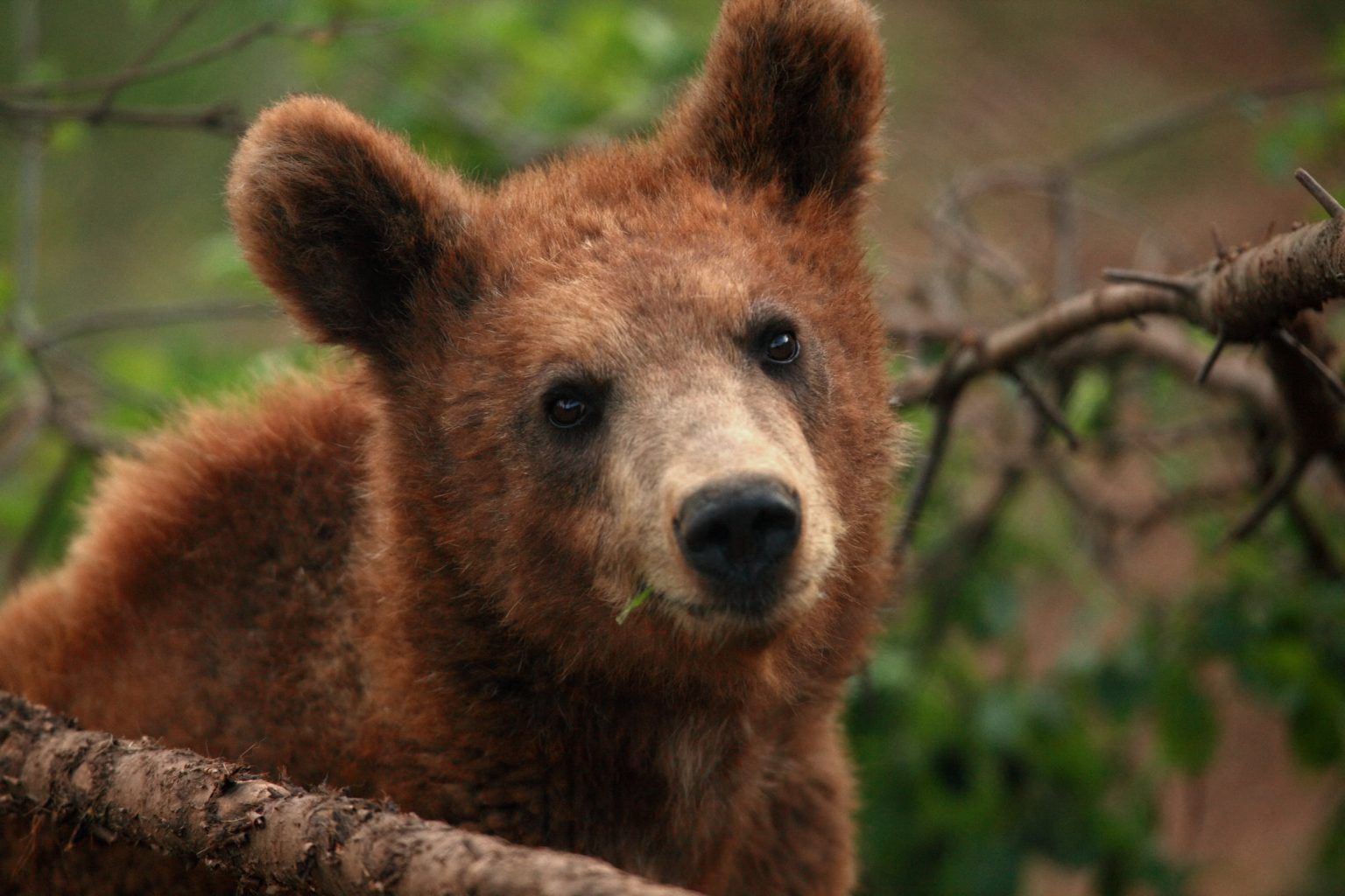 Kuterevo, The Bear Sanctuary of Lika - Total Croatia