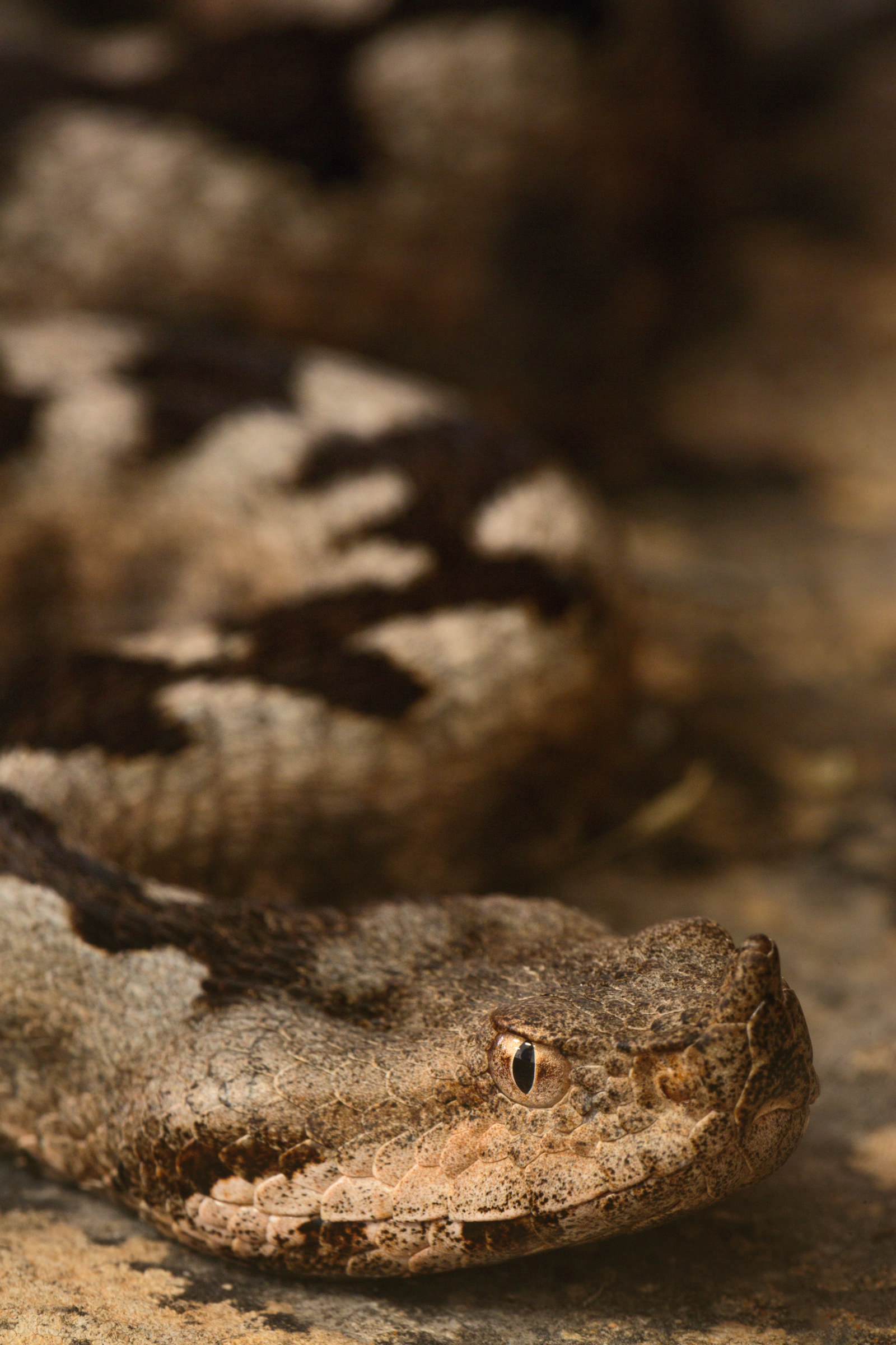 Surviving The Land of Croatia's Horned Viper - Total Croatia