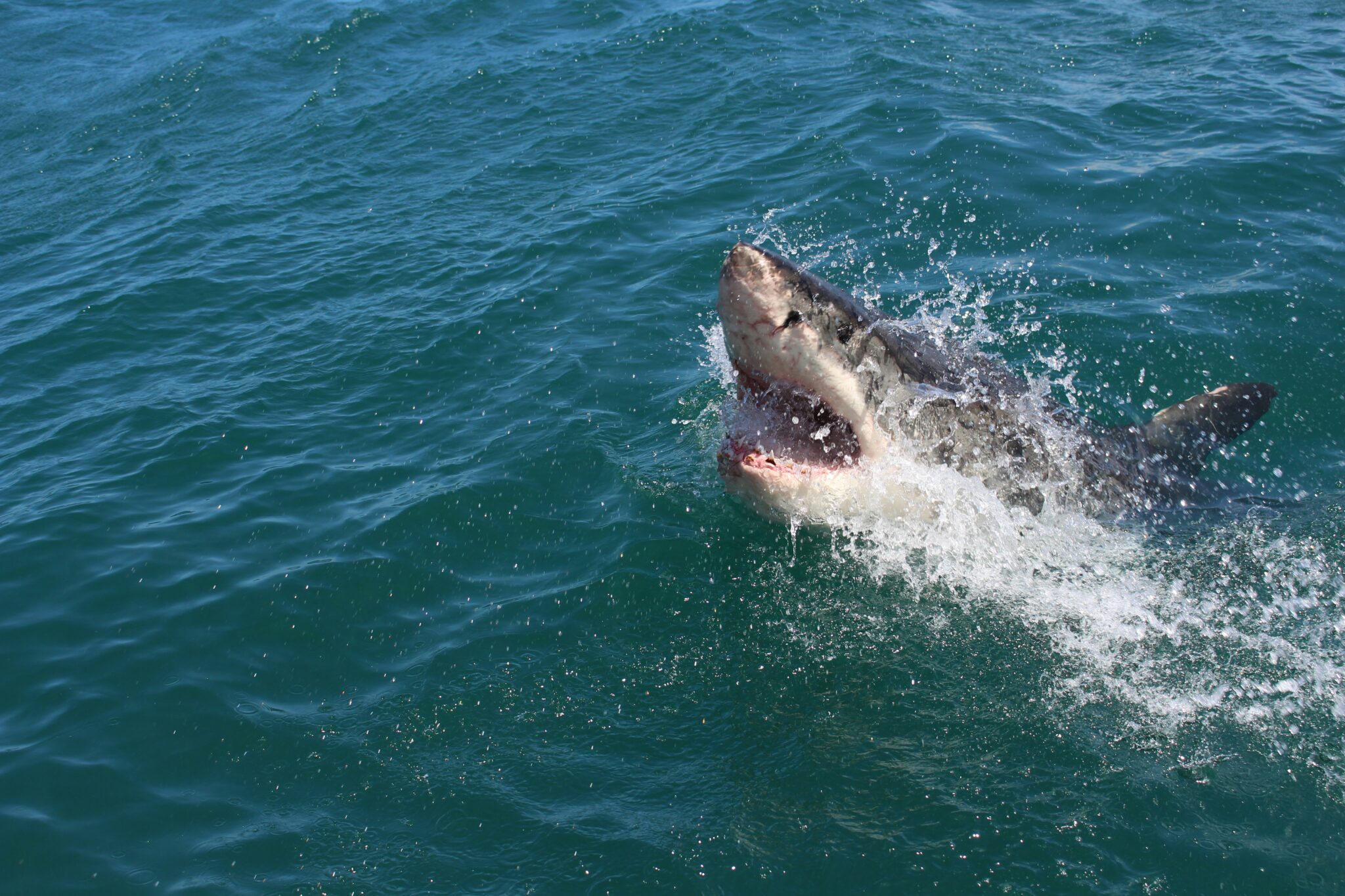 Footage of Great White Sharks in Croatian Waters - "No Need to Fear ...