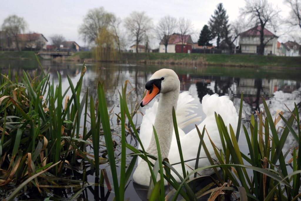 Have You Heard of the River in Croatia That Flows "Backwards"? - Total Croatia